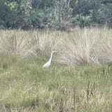Brevard Zoo Linear Park Trail, Florida - 751 Reviews, Map | AllTrails