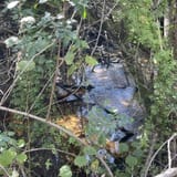 Brevard Zoo Linear Park Trail, Florida - 831 Reviews, Map | AllTrails