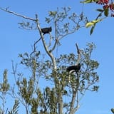 Brevard Zoo Linear Park Trail, Florida - 831 Reviews, Map | AllTrails