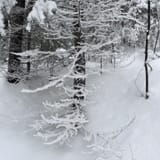 Nancy Pond, New Hampshire - 47 Reviews, Map | AllTrails