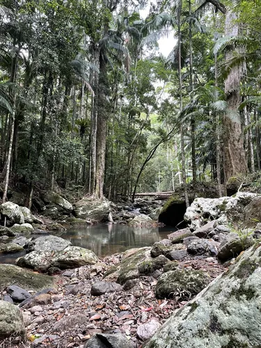 Best Moderate Trails in Numinbah Valley | AllTrails