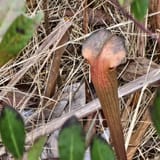 Pitcher Plant Trail, Texas - 221 Reviews, Map | AllTrails