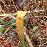 Pitcher Plant Trail, Texas - 221 Reviews, Map | AllTrails