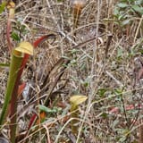 Pitcher Plant Trail, Texas - 239 Reviews, Map | AllTrails