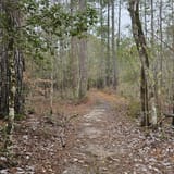 Pitcher Plant Trail, Texas - 239 Reviews, Map | AllTrails
