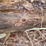Pitcher Plant Trail, Texas - 239 Reviews, Map | AllTrails