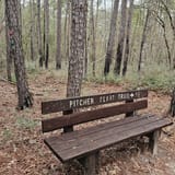 Pitcher Plant Trail, Texas - 239 Reviews, Map | AllTrails