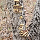 Pitcher Plant Trail, Texas - 239 Reviews, Map | AllTrails
