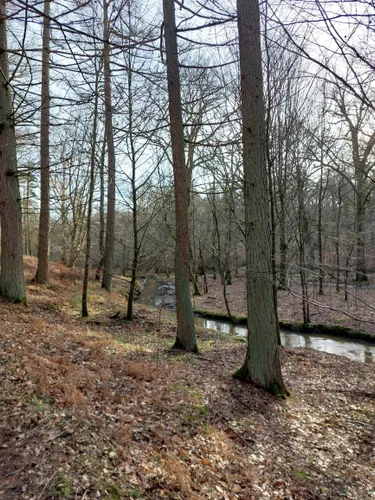 Best Forest Trails in Forêt domaniale de Rambouillet | AllTrails