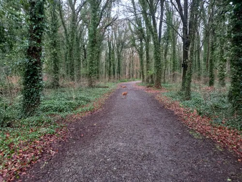 Best Hikes and Trails in Donadea Forest Park | AllTrails