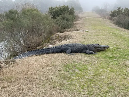 Best Hikes and Trails in Cape Romain National Wildlife Refuge | AllTrails