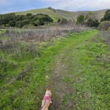 Black Phoebe Trail, California - 40 Reviews, Map | AllTrails