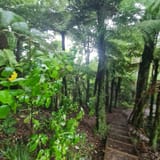 Cossey Massey Loop Track, Auckland, New Zealand - 681 Reviews, Map ...