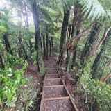 Cossey Massey Loop Track, Auckland, New Zealand - 681 Reviews, Map ...
