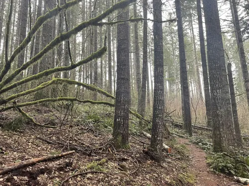 Best River Trails in Timber | AllTrails