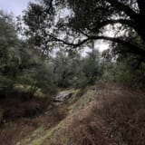 Morgan Trail, California - 536 Reviews, Map | AllTrails