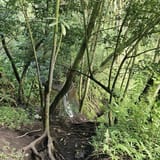 Makiki Valley Loop Trail, Oahu, Hawaii - 5,485 Reviews, Map | AllTrails