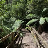 Tanglefoot Short Loop, Victoria, Australia - 334 Reviews, Map | AllTrails