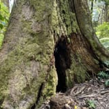 Tanglefoot Short Loop, Victoria, Australia - 334 Reviews, Map | AllTrails