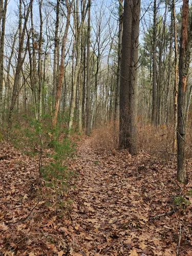 Best Hikes and Trails in Farnsworth Reservation | AllTrails