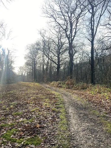 Best Hikes and Trails in Ham Street Woods National Nature Reserve ...