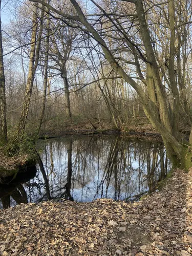 Best Hikes and Trails in Ham Street Woods National Nature Reserve ...