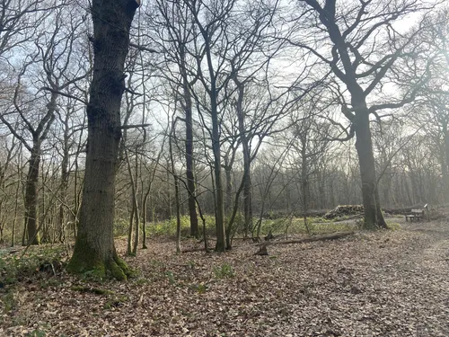 Best Hikes and Trails in Ham Street Woods National Nature Reserve ...