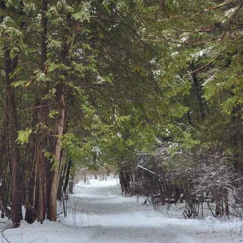 Best Walking Trails in Limerick Forest South | AllTrails