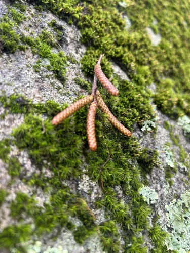 Best Hikes and Trails in Blackledge Falls Town Park | AllTrails