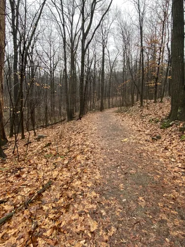 Boyd Big Tree Preserve Conservation Area: de beste routes om te ...