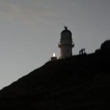 Cape Brett Track, Northland, New Zealand - 225 Reviews, Map | AllTrails