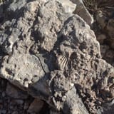 Fossil Ridge Loop, Nevada - 834 Reviews, Map | AllTrails