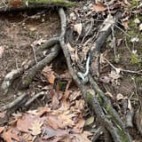 Rivanna River Trail, Virginia - 668 Reviews, Map | AllTrails