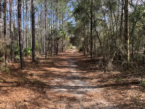 Best Hikes and Trails in Fish Hawk Nature Preserve North | AllTrails