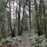 Forest Park Ridge Trail, Oregon - 1,185 Reviews, Map | AllTrails