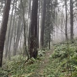 Forest Park Ridge Trail, Oregon - 1,185 Reviews, Map | AllTrails
