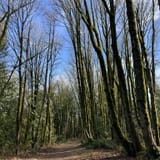 Forest Park Ridge Trail, Oregon - 1,185 Reviews, Map | AllTrails
