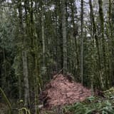 Forest Park Ridge Trail, Oregon - 1,185 Reviews, Map | AllTrails