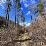 Davidson River Trail to Whaleback Falls, North Carolina - 133 Reviews ...