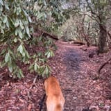 Daniel Ridge Loop, North Carolina - 1,846 Reviews, Map | AllTrails