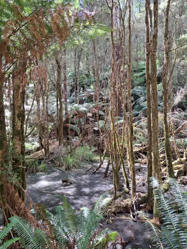 Best Forest Trails in Ada | AllTrails