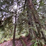 Big Tree Ridge Trail: Short Version, Washington - 295 Reviews, Map ...