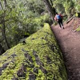 Dipsea Trail, California - 1,489 Reviews, Map | AllTrails