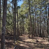 Sunset Trail, Arkansas - 747 Reviews, Map | AllTrails