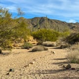 Signal Hill Trail, Arizona - 1,191 Reviews, Map | AllTrails