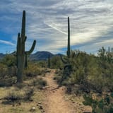 Signal Hill Trail, Arizona - 1,191 Reviews, Map | AllTrails