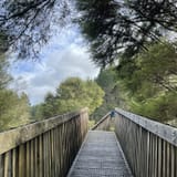 Cossey Massey Loop Track, Auckland, New Zealand - 681 Reviews, Map ...