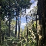 Cossey Massey Loop Track, Auckland, New Zealand - 681 Reviews, Map ...