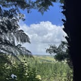 Cossey Massey Loop Track, Auckland, New Zealand - 681 Reviews, Map ...