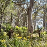 Mount Victoria Track, Victoria, Australia - 287 Reviews, Map | AllTrails